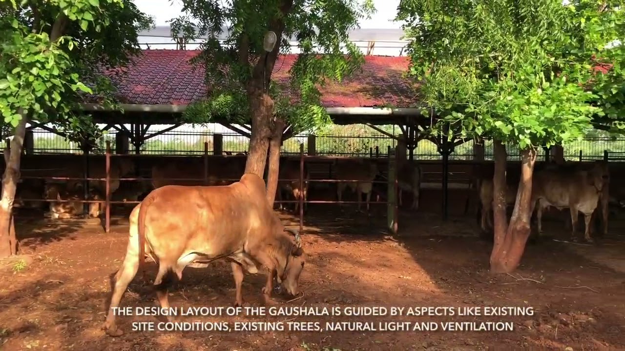 Bamboo ‘Gau ghar’ A Happy Home to the Cows Designed by Compartment S4 ...