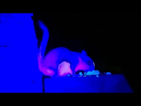 Flying squirrels are one of only a few mammals known to fluoresce! 💞 ...