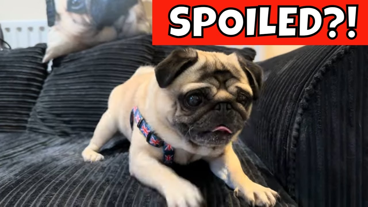 Funny pug dog reaction...telling him he's spoiled! - YouTube