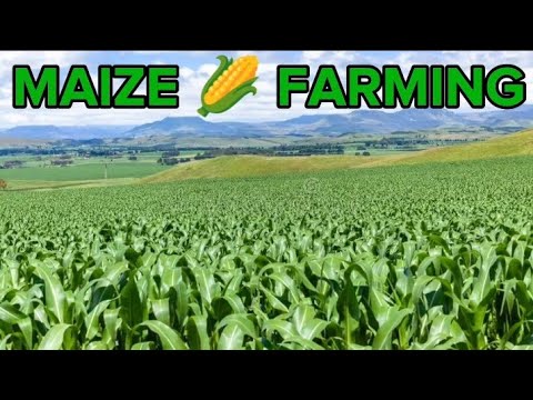 MAIZE FARMING: My Maize Farm Update / Corn Farming. - YouTube