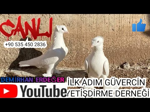 CANLI OYUNKUŞU MEZATI PİGEON GÜVERCİN TÜRKİYE ANKARASİNCAN