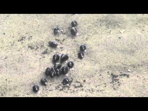 "Sparkling" snails make a run for it at low tide 8/2015 - YouTube