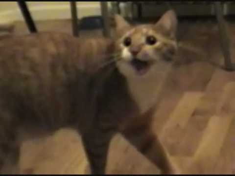 extreme burping cat - YouTube
