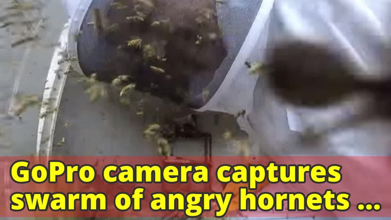 GoPro camera captures swarm of angry hornets attacking Louisiana ...