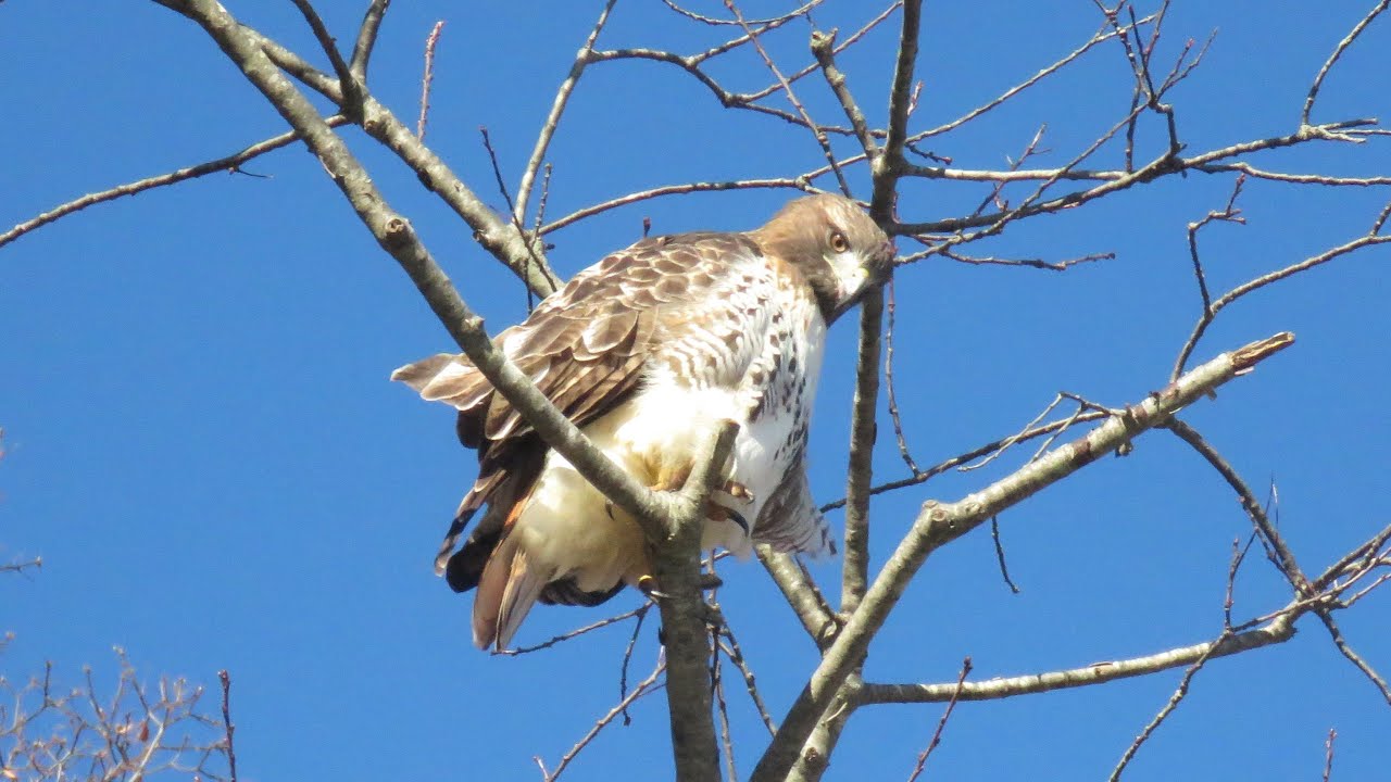 Red-Tailed Hawk 11/23/23 Long Island, New York - YouTube