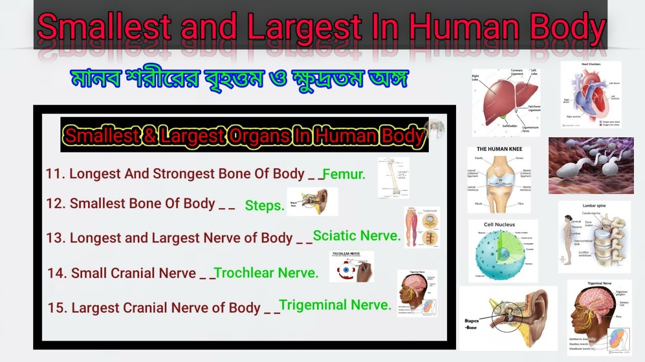 Anatomy Basic Point Smallest anatomy-basic-point-smallest