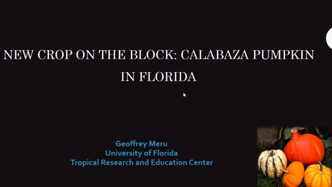 New Crop on the Block: Calabaza Pumpkin in Florida! - YouTube