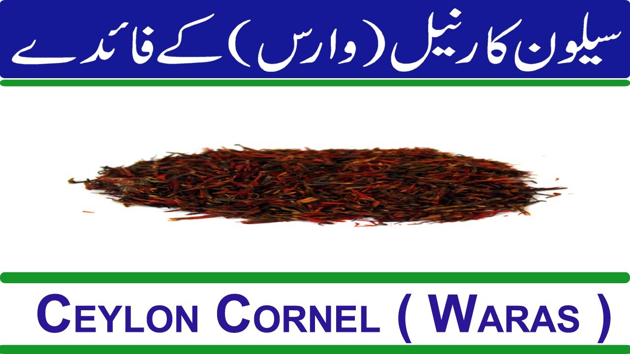 Health Benefits Of Ceylon Cornel ( Waras ) | English and Urdu - YouTube
