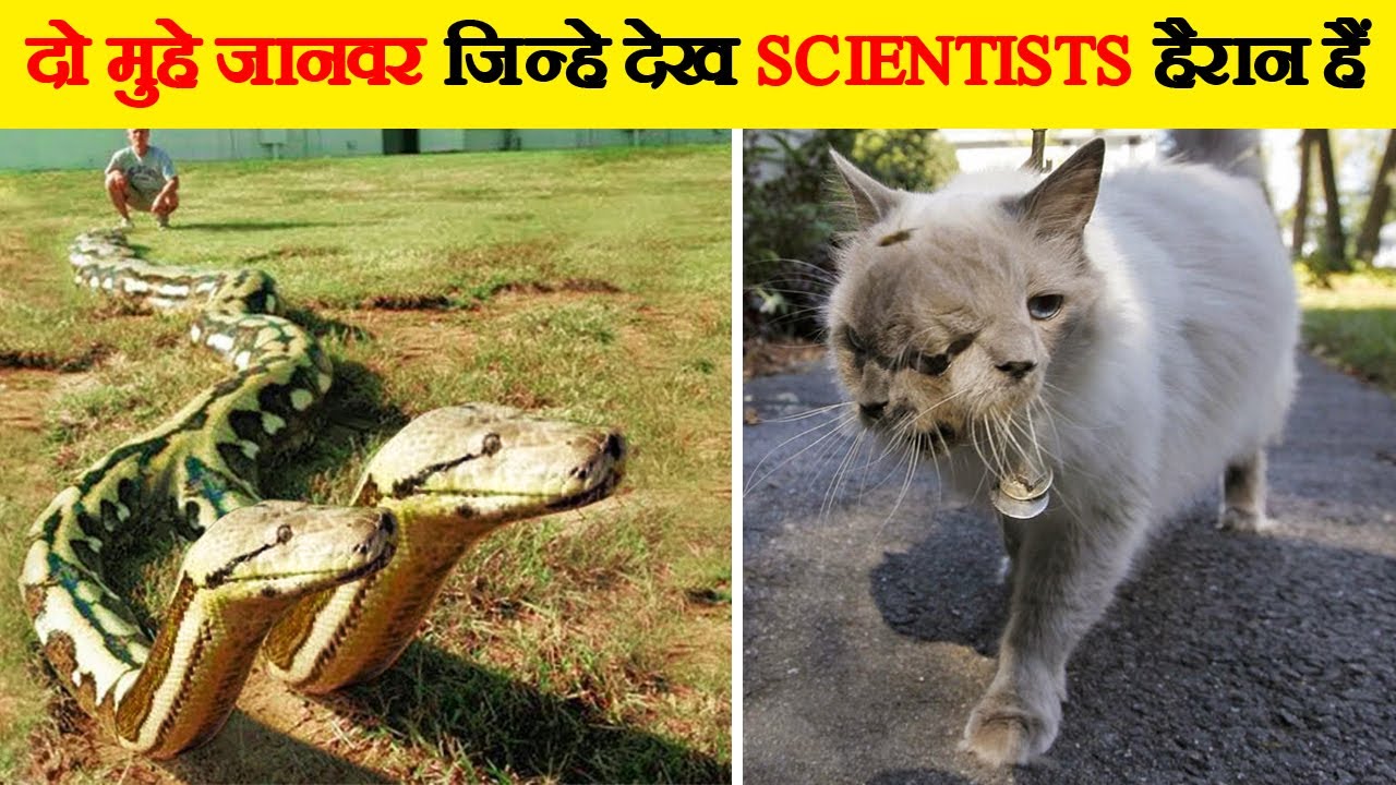दो मुंह वाले बड़े अद्भुत जानवर | Most Unusual Double Faced Animals ...