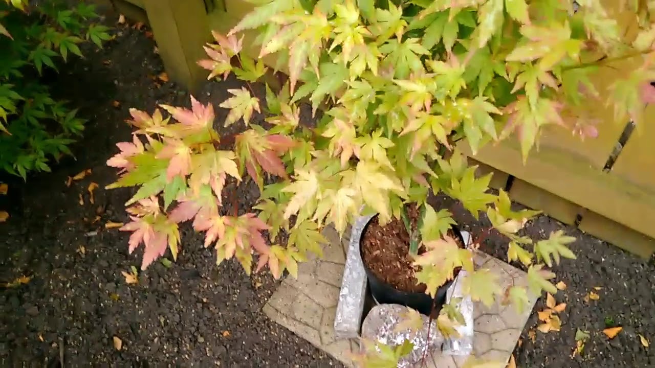 Show Round Of Japanese Maples - 21st August 2017 - YouTube