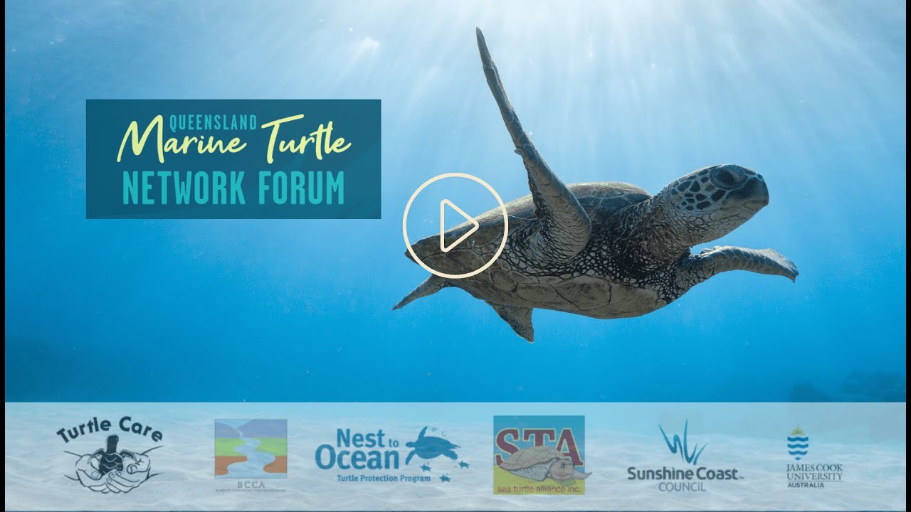 2023 Queensland Marine Turtle Network Forum - Highlight Video - YouTube