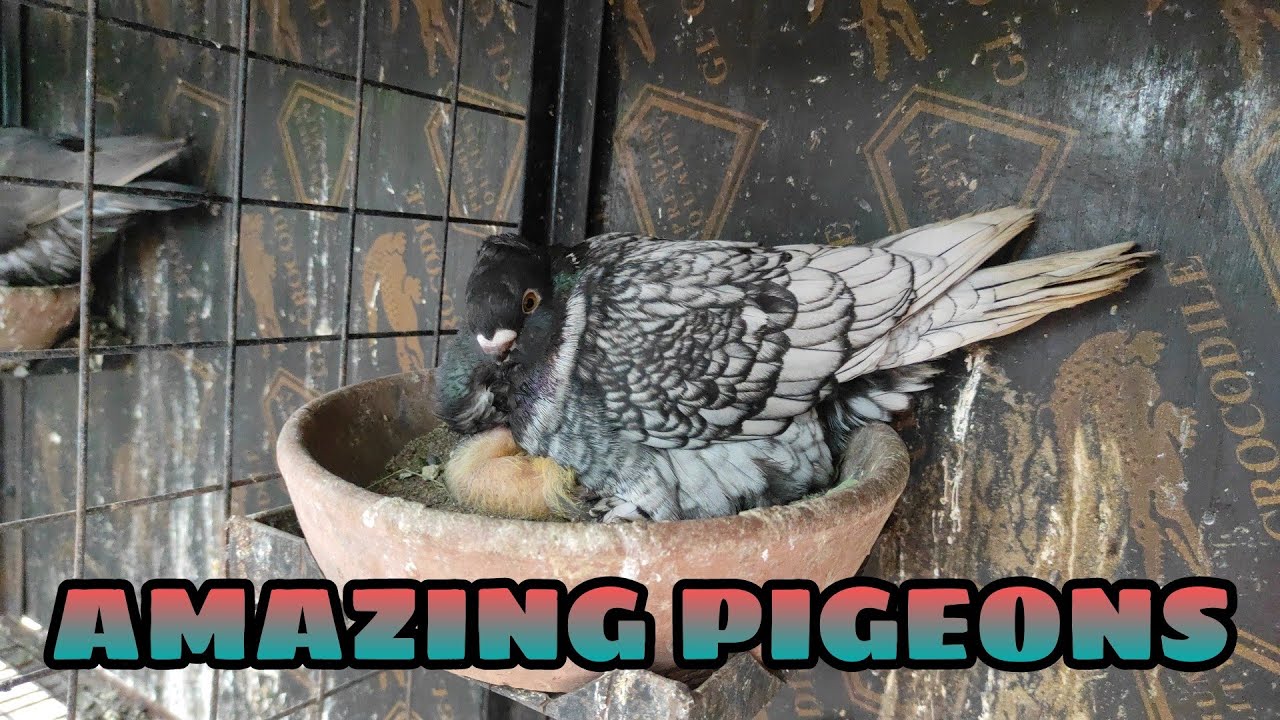 Amazing pigeons In my loft🙏🥰🥰rare colored racing pigeons production🥰 ...