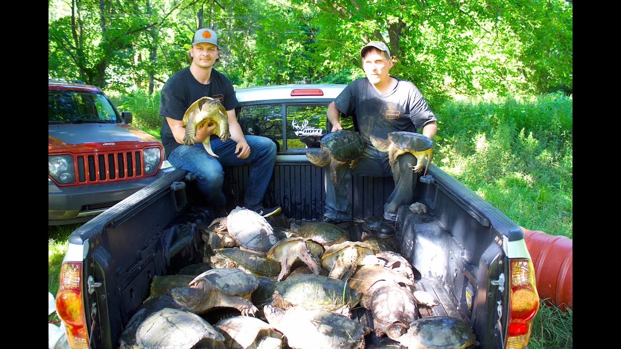 SNAPPING TURTLE NOODLING! We Caught 31! - YouTube