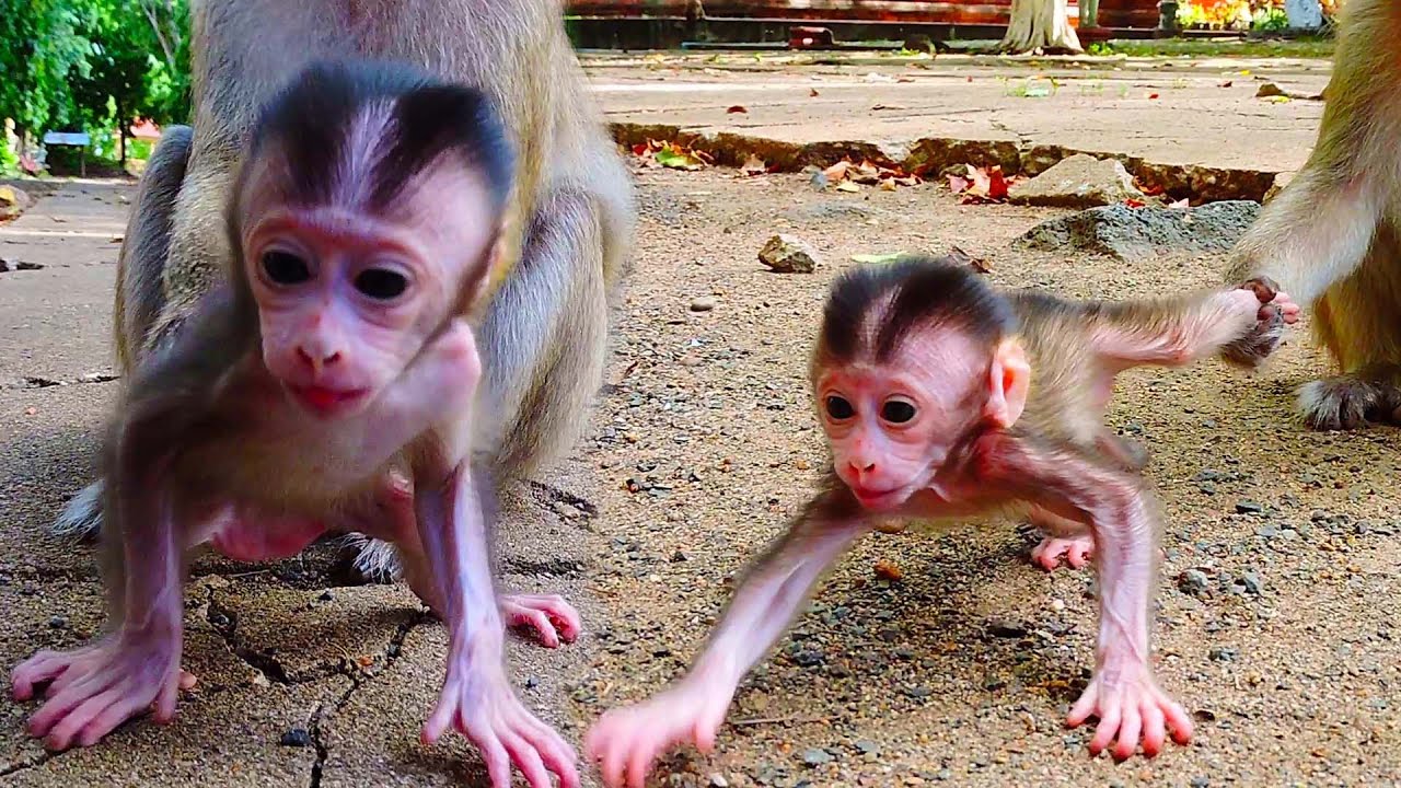 Oh So smart BB monkey Jessy look so Lovely tries walk toddler and want ...