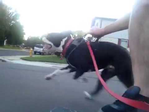 Bulldog pulling skateboard - YouTube