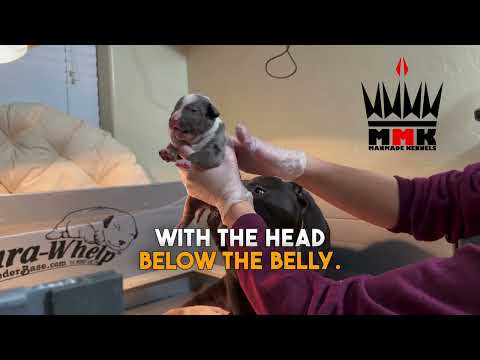 How to Check if Your Mother Dog's Milk is Good | Puppy Care Guide