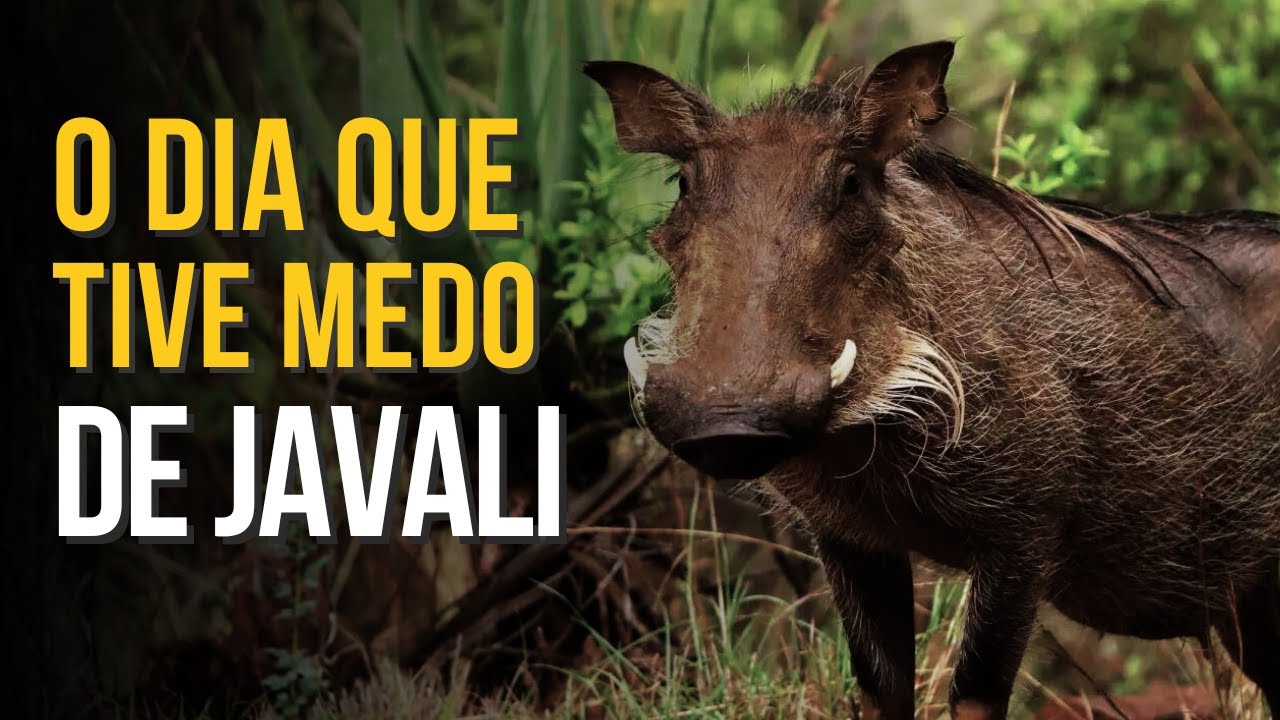 😳OLHA O QUE ELES FIZERAM!! QUASE TOPEI COM JAVALIS!! - YouTube