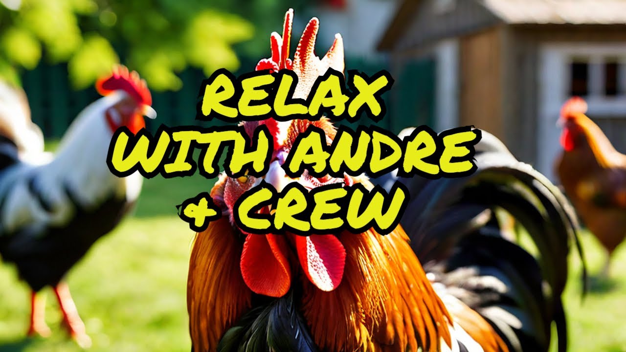 ANDRE THE ROOSTER and his Crew: Yard Ambiance with the Grump - YouTube