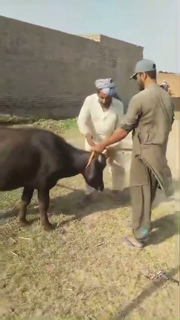 Program To Warr Gya پروگرام تو وڑ گیا Funny Funnyvideo Funnyshorts