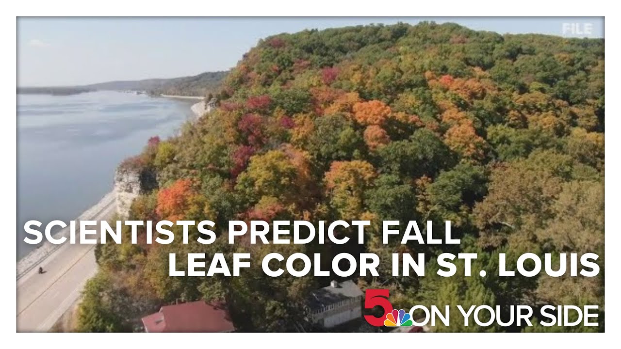 Scientists predict fall leaf color in St. Louis - YouTube