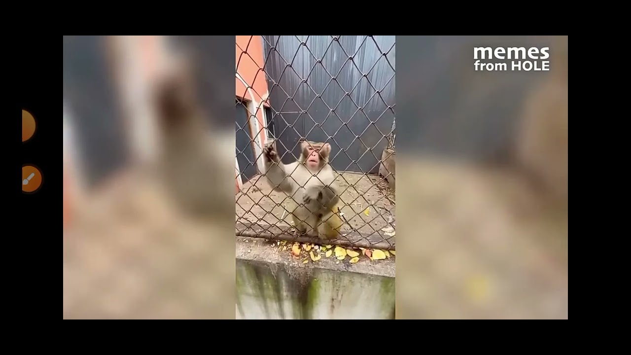 reaction channel meme from hule berisi kan meme random - YouTube