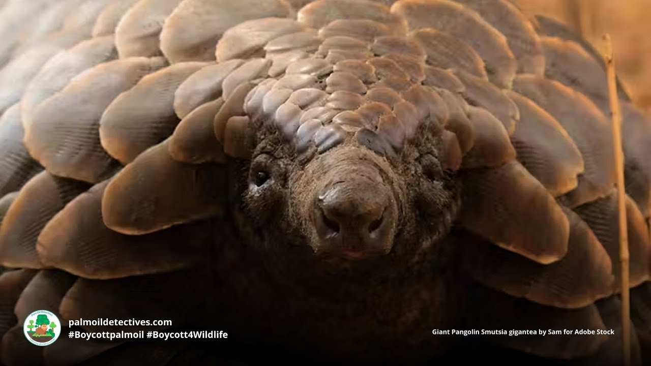 Giant Pangolin Smutsia gigantea - Africa - YouTube