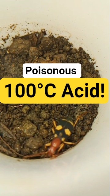 Bombardier beetle spraying acid!#shorts #bombardierbeetle - YouTube