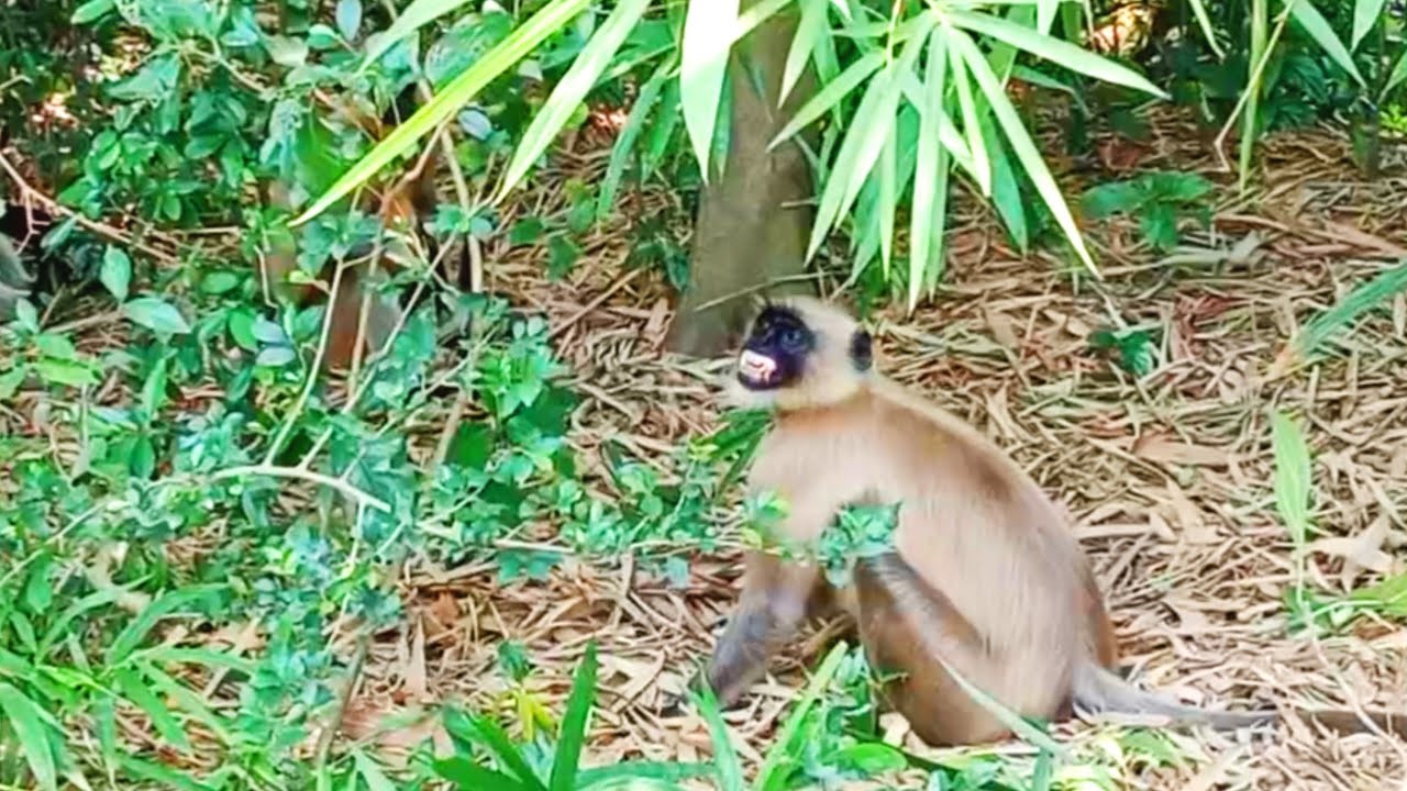 Angry Monkey Fighting Sounds 👹🙊 @RanjanKumarKhuntia - YouTube