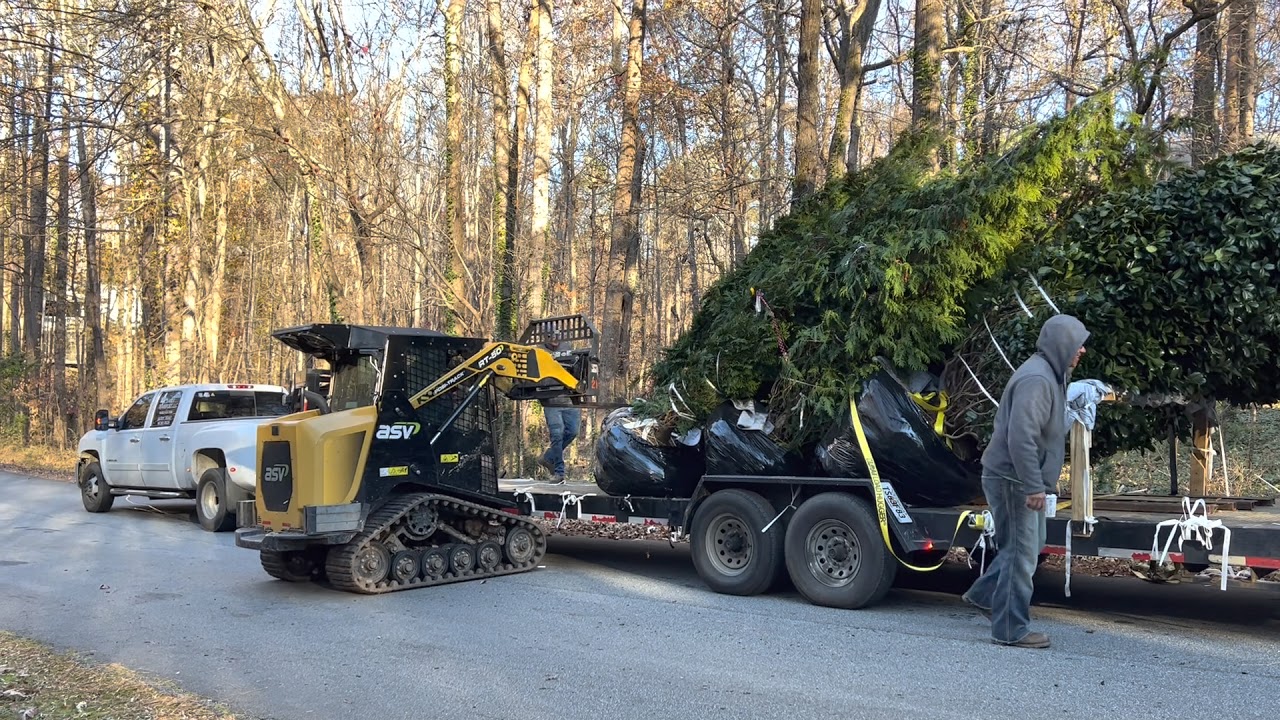 Delivery of 10-12' trees for planting. - YouTube