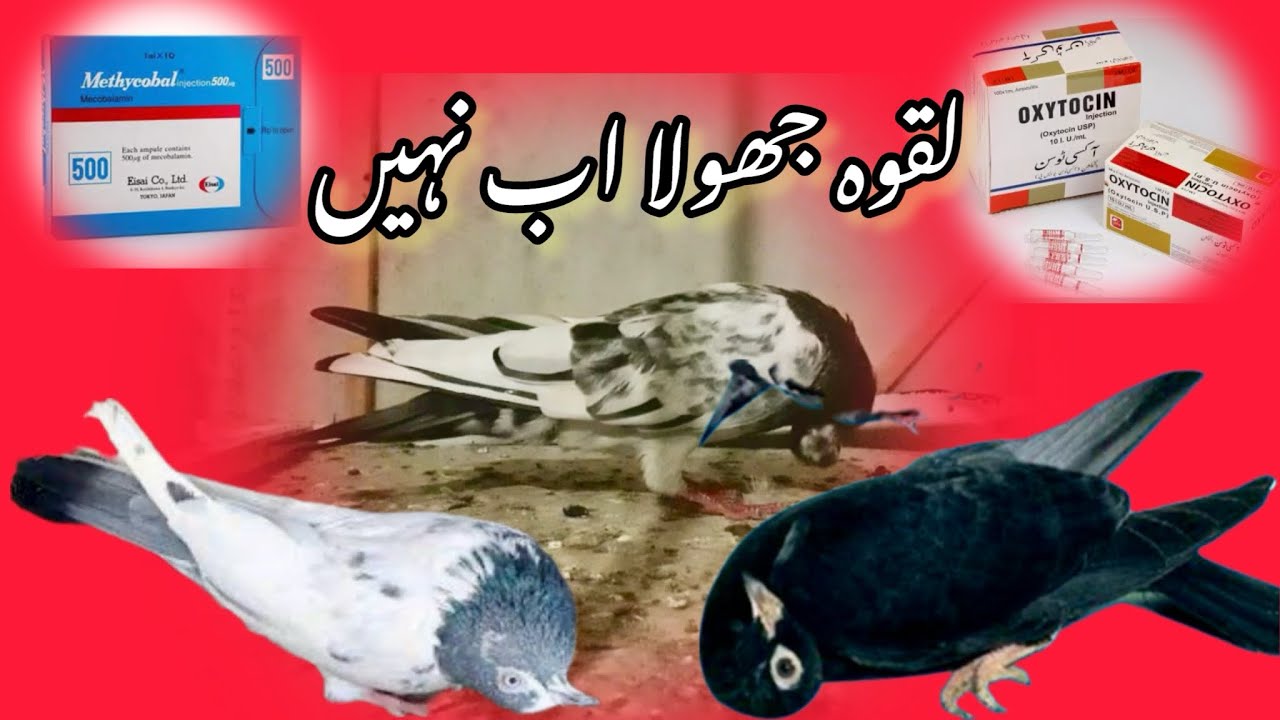 Laqwa ka ilaj pigeon | Laqwa ka ilaj kabootar | Treatment of pigeon ...