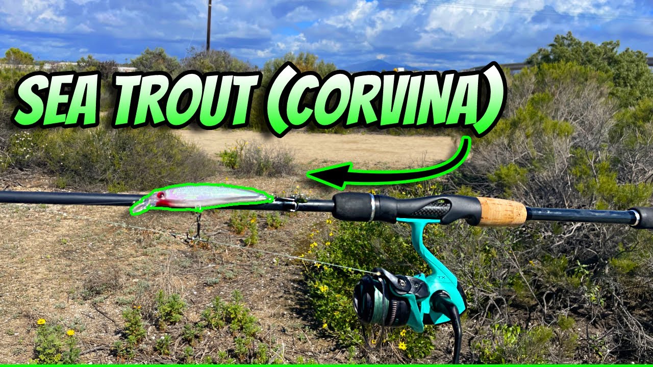 CORVINA shore Fishing- San Diego - YouTube