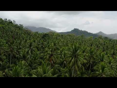 Aerial view of COCONUT forest|Nature|Nature Sounds|Forest|