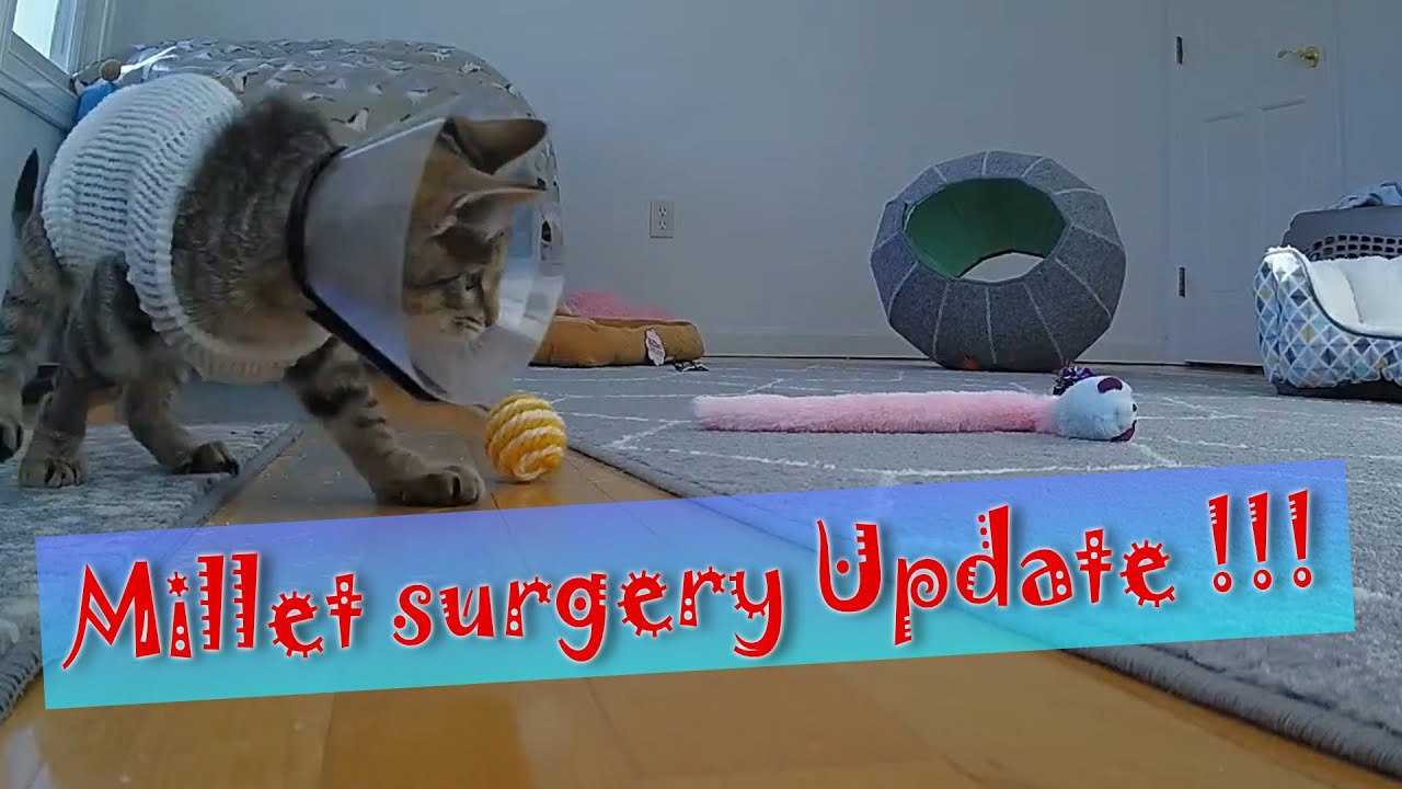 Cute cats: Awesome Millet post surgery update ! - YouTube