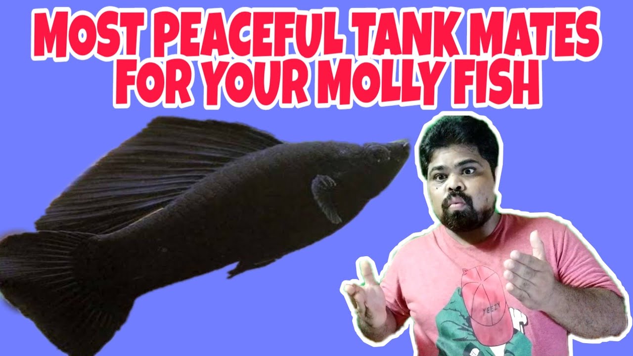 Tank Mates For Molly Fish | Prathmesh Aquatics - YouTube