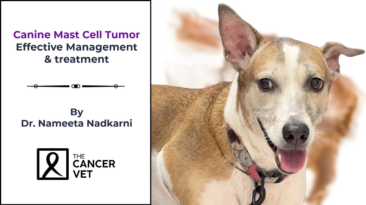 Canine Mast Cell Tumor | Effective Management & treatment - Episode 53 ...