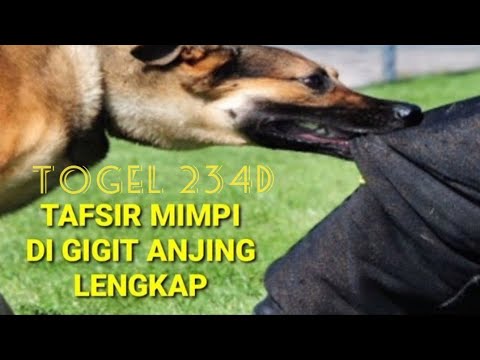 Tafsir mimpi di gigit anjing lengkap ( kode alam )