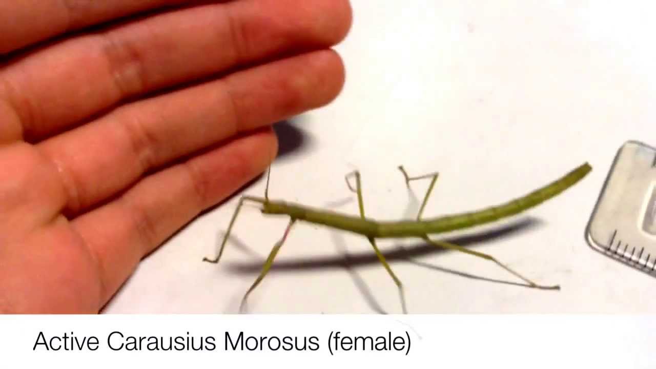 'Dancing' Indian Stick Insect- Carausius Morosus - YouTube