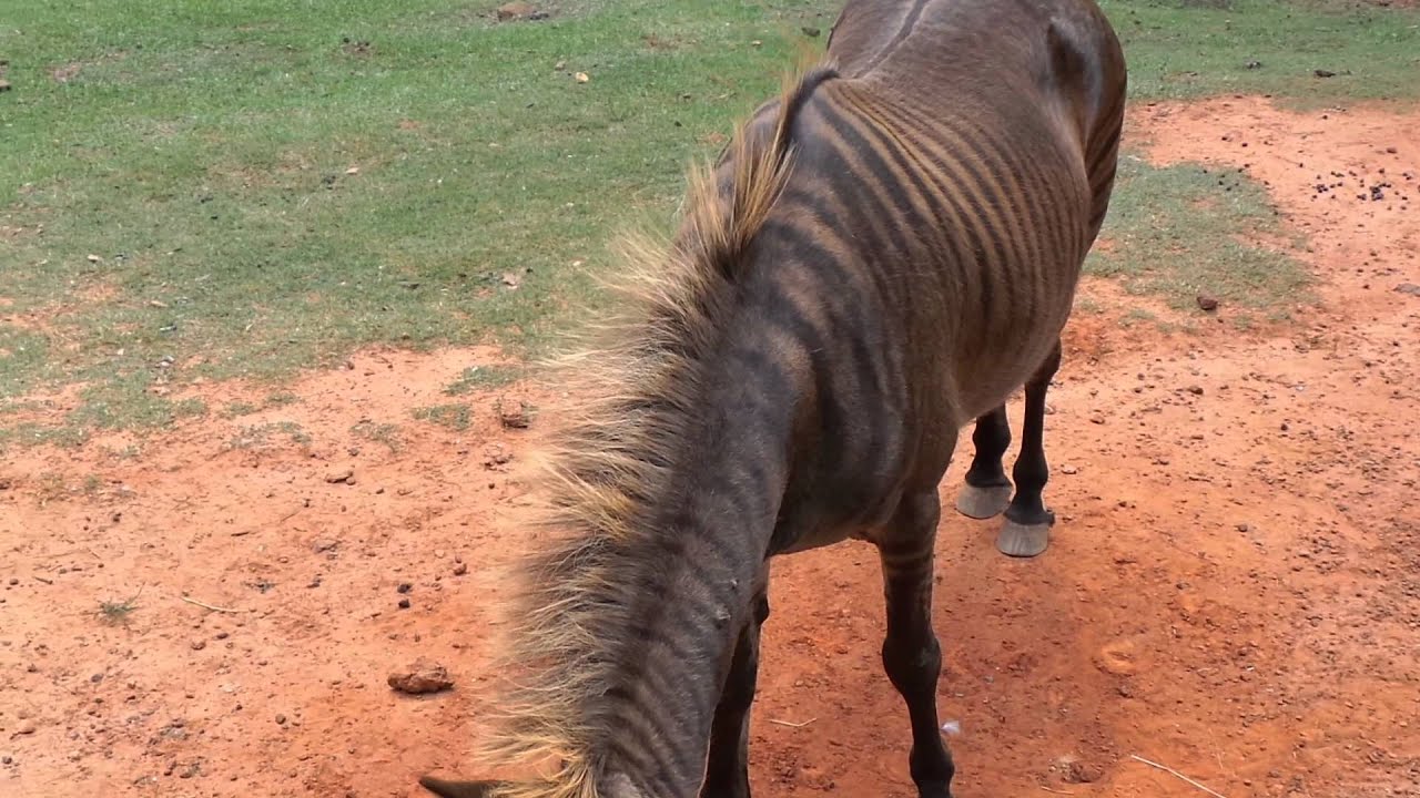 Zdonk. At the animal safari - YouTube