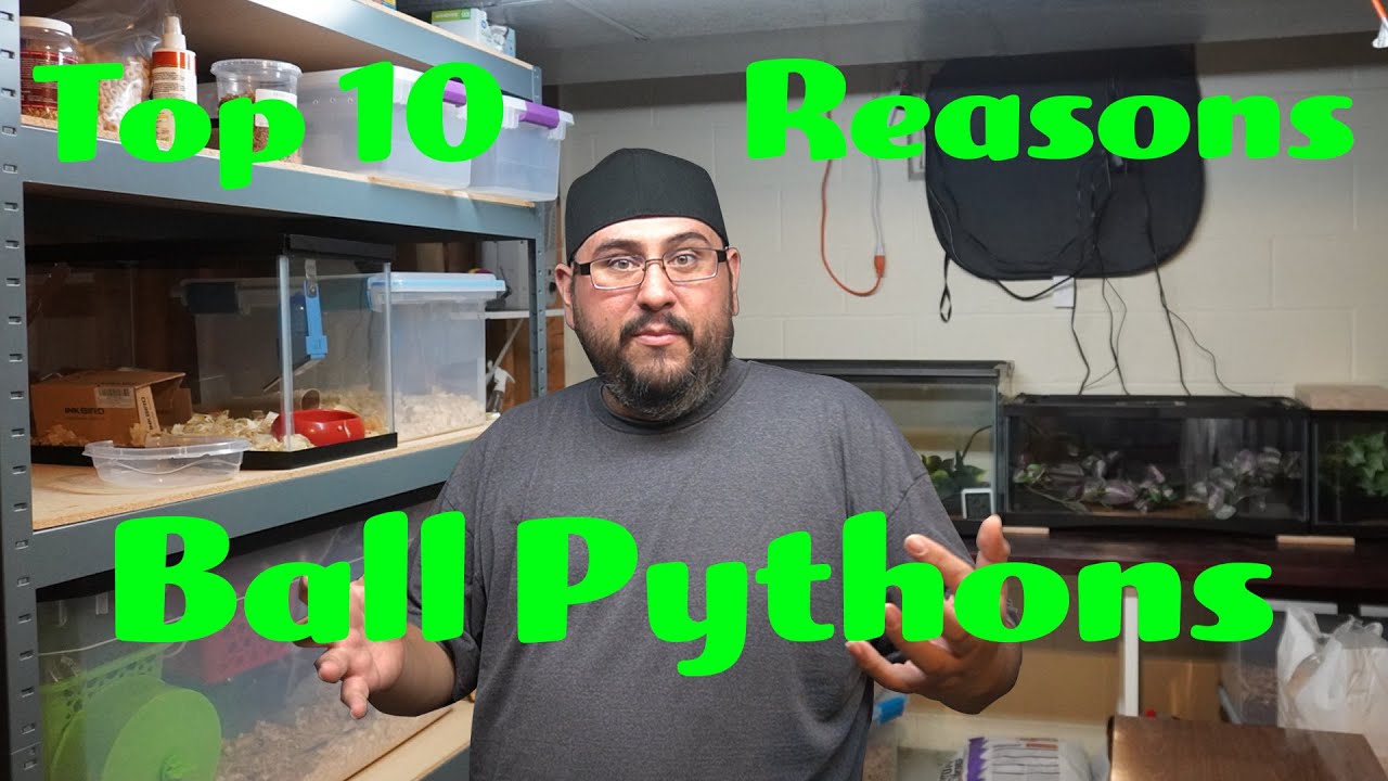 10 Reasons Why Ball Pythons Make Amazing Pets - Mutated Ballz - YouTube