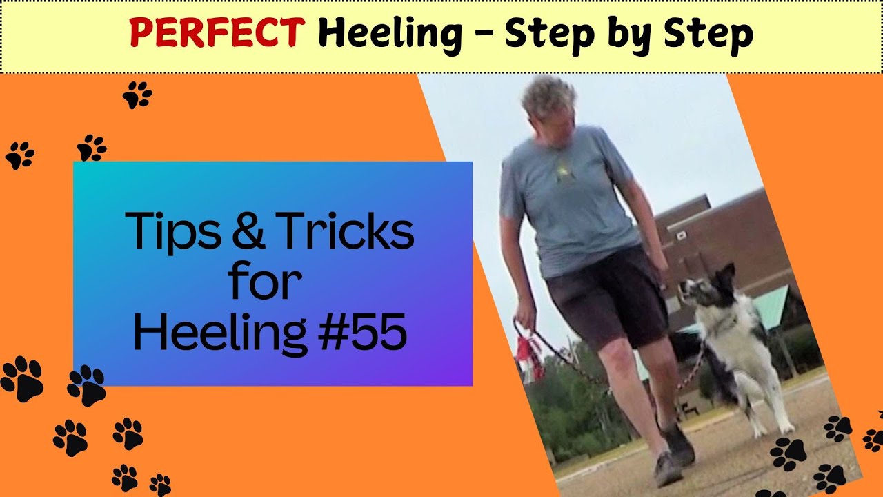 Heeling Tips & Tricks #55 - Catch-UP Heeling - Teaching & Building ...