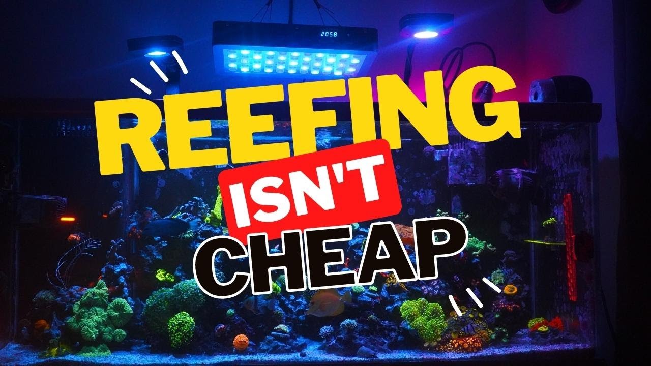 Exploring the World of High-end Corals in my Reef Tank Update 4K - YouTube