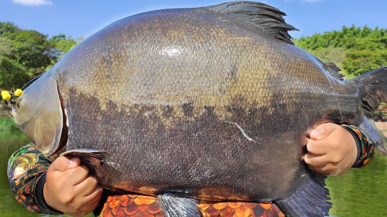 NÃO AGUENTAVA MAIS PESCAR / PESCARIA DE PEIXE GRANDE NA SUPERFÍCIE ...