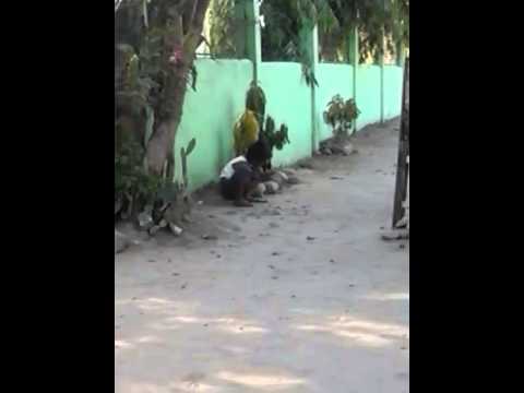 tumatae sa gilid ng halaman - YouTube