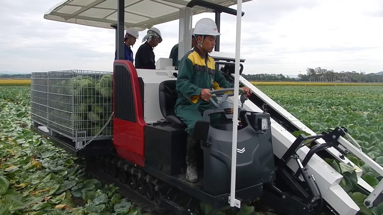 YANMAR | Cabbage harvester - YouTube