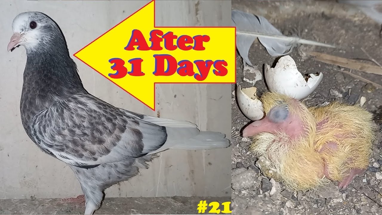 HOW #PIGEONS MATING & LAY EGG & HATCH Chick #Bird & GROW DAY BY DAY(Mr ...