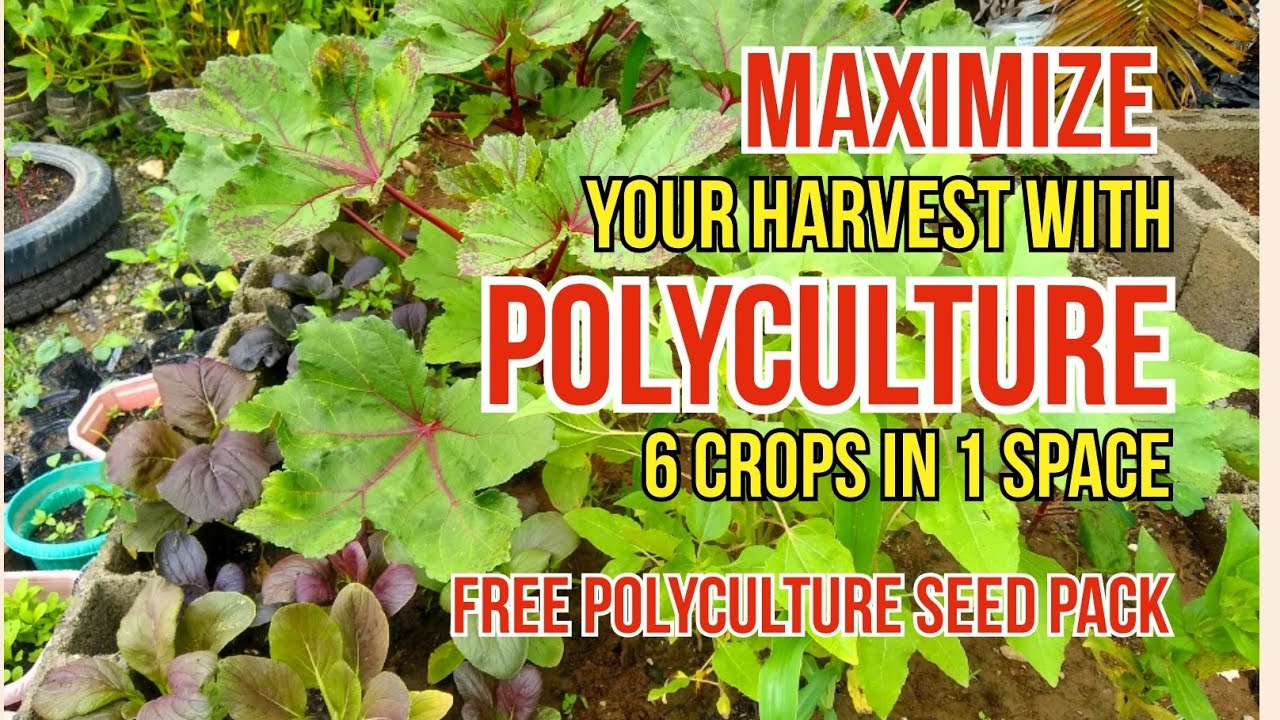 Polyculture | Harvest More in Less Space With Multi-Cropping | # ...