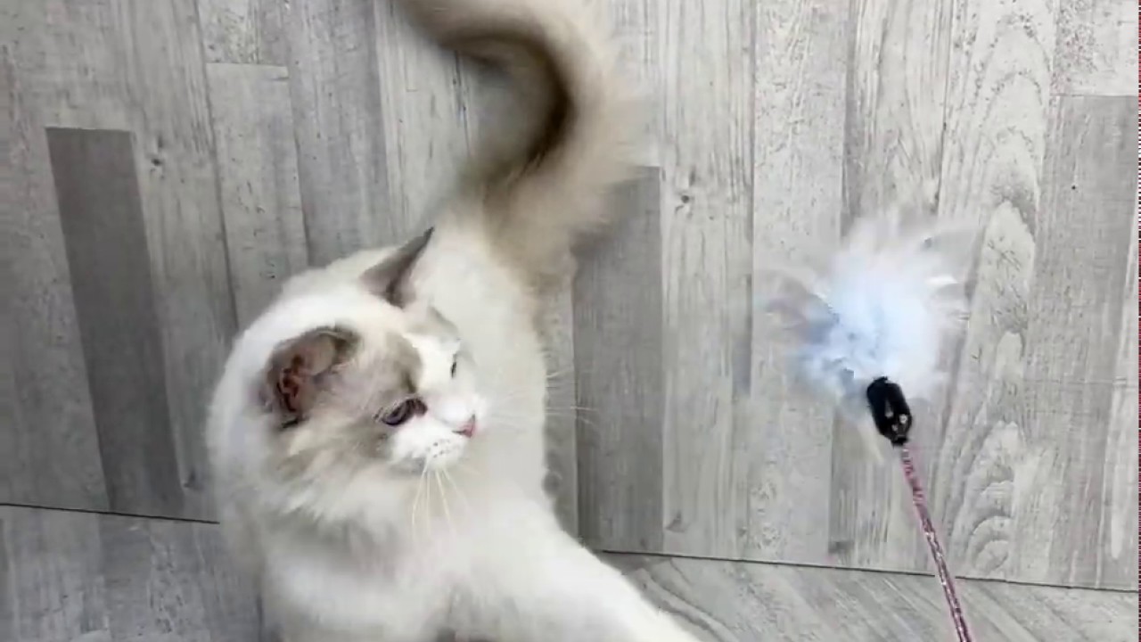 Jester Flower cat toy presentation - YouTube