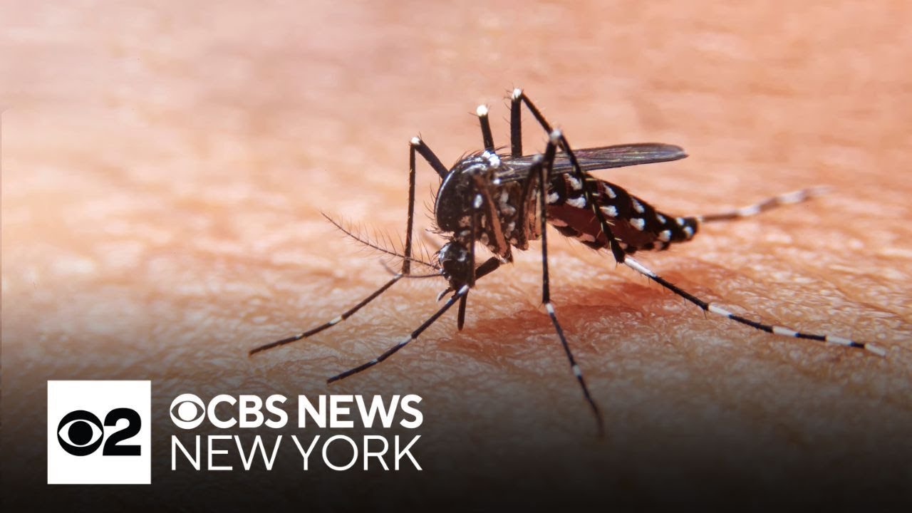Nearly 200 cases of dengue reported across New York, New Jersey ...
