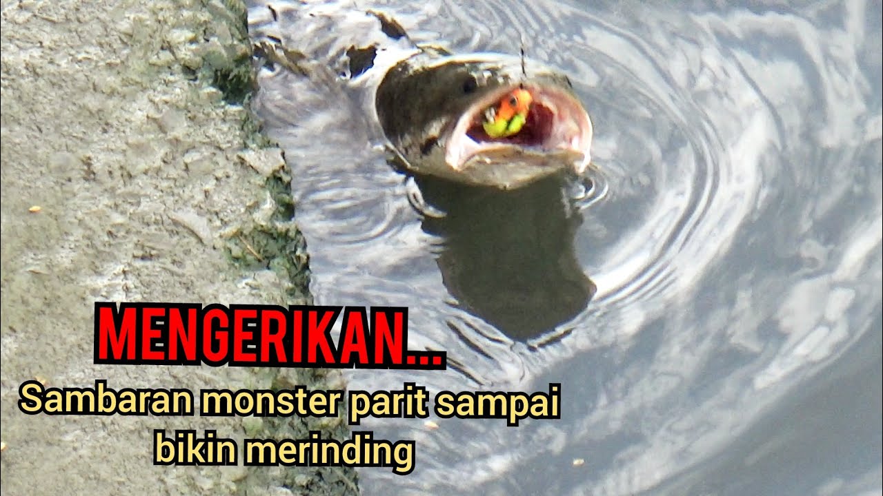 Mengerikan..! Mancing Ikan Gabus Di Parit Dangkal Sampai Bikin ...