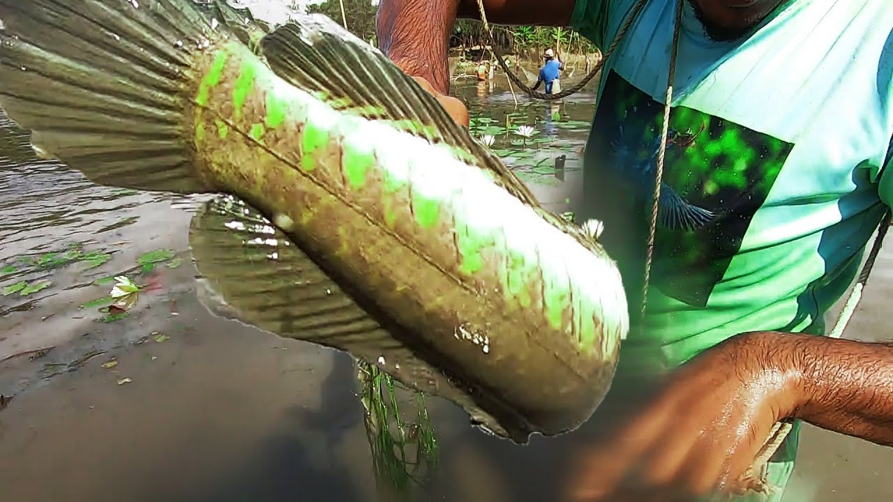 Country Natural Bill In Fish Catching | Traditional With Polo Fishing ...